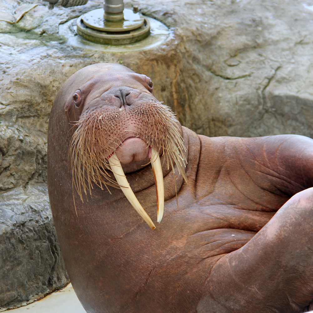 セイウチのパワーを「豆まき」で体感！｜城崎マリンワールド 水族館以上、であること。